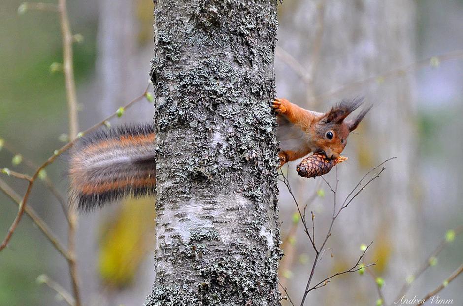 Photos: Estonian nature and wildlife