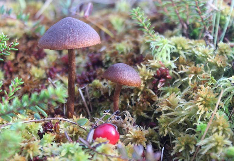 Photos: Estonian nature and wildlife