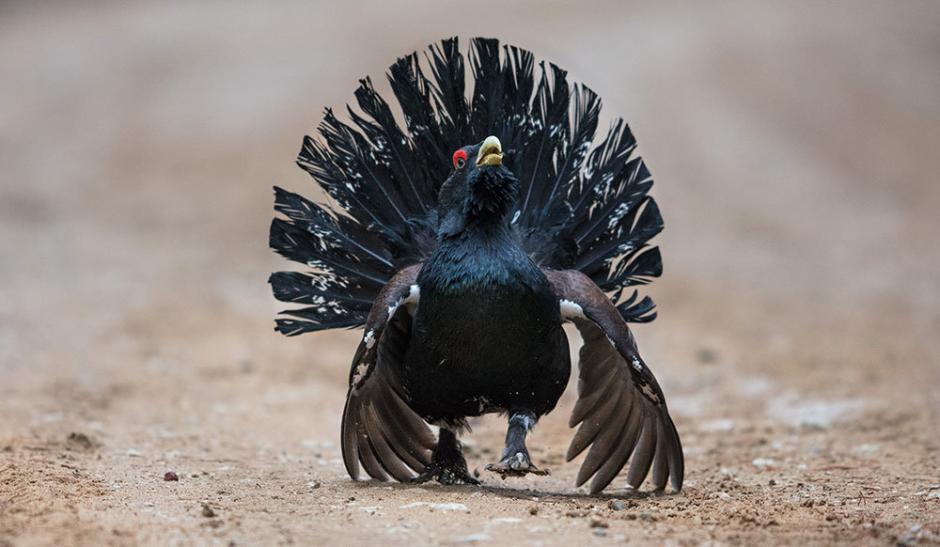 Photos: Estonian nature and wildlife